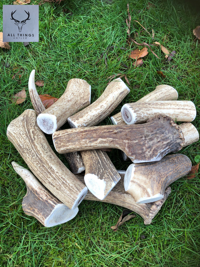 Bulk Deer Antler Pack – All Things Antler (ALM COMMODITIES LTD)