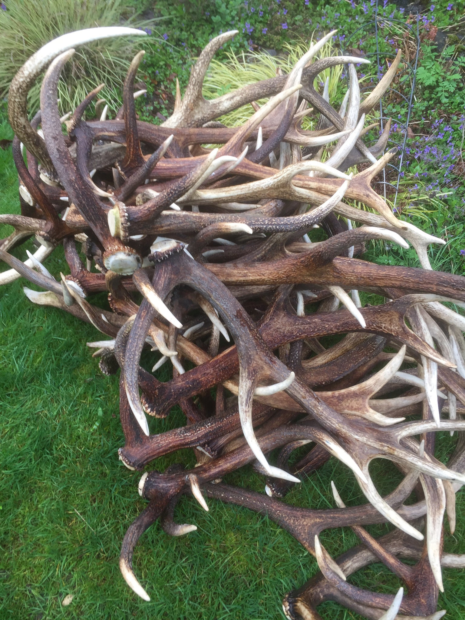 Whole Single Deer Antler - Medium – All Things Antler (ALM COMMODITIES LTD)