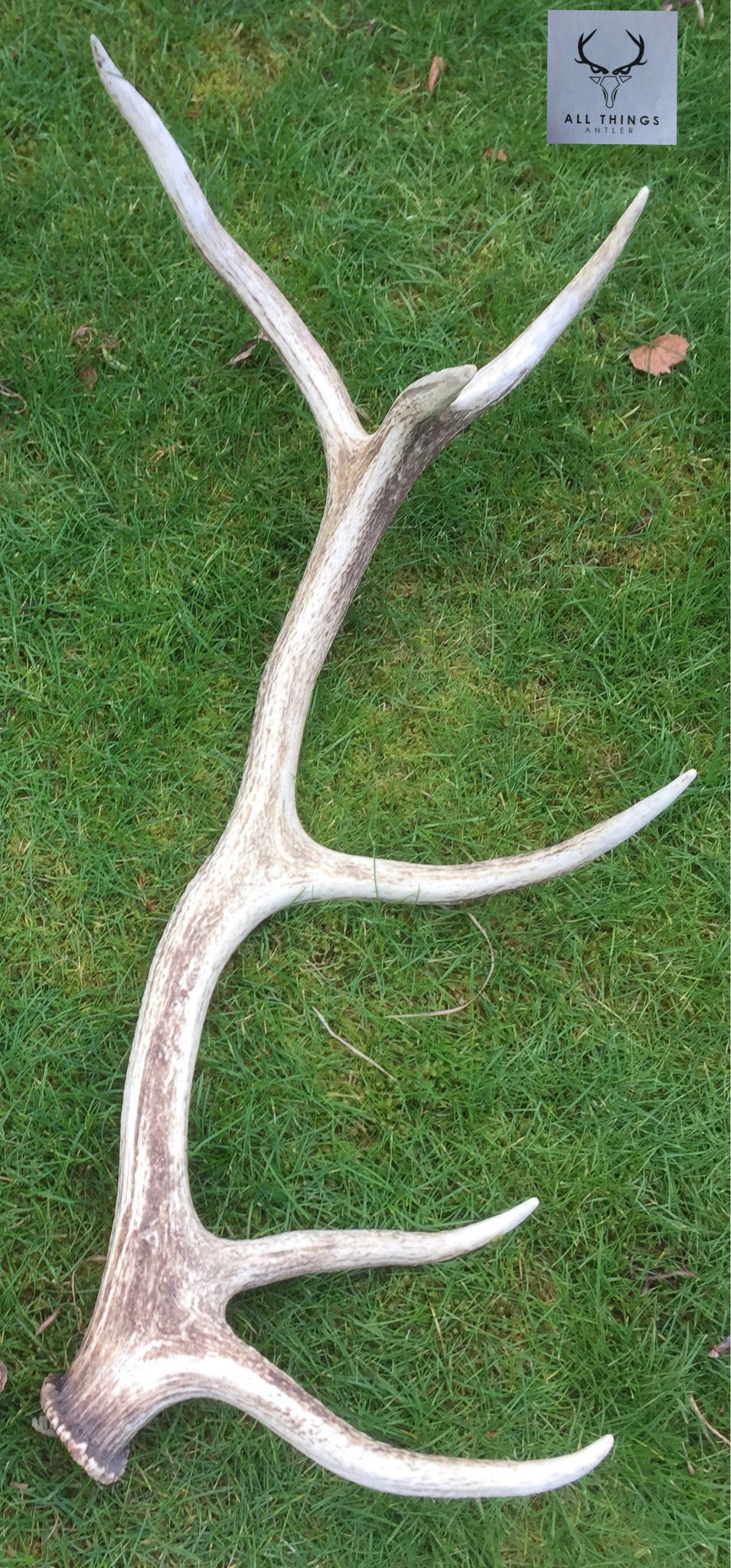 Whole Single Deer Antler - Medium – All Things Antler (ALM COMMODITIES LTD)